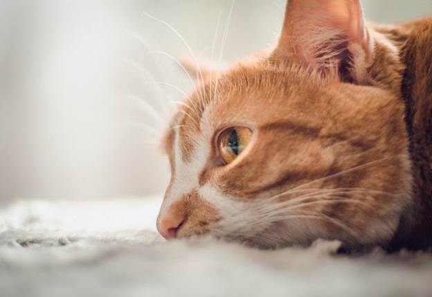 Cat Vs Dog Which Is The Best Pet For A Neat Freak cat-vs-dog-which-is-the-best-pet-for-a-neat-freak
